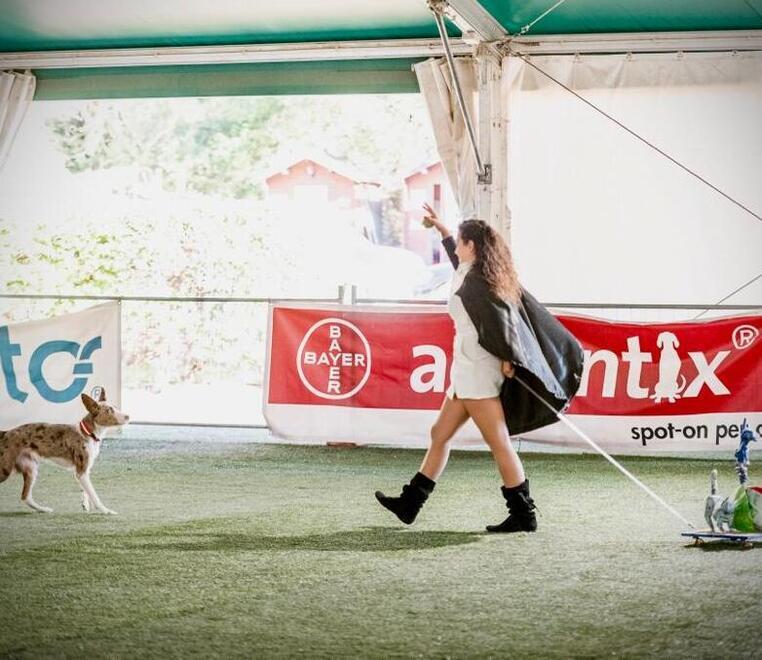 La compagna di danza è...la cagnolina: la coppia viareggina prima nella ...