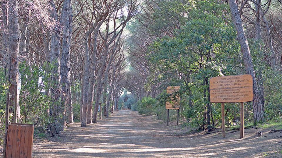 Cecina, il raddoppio della pineta: altri 80 ettari di verde - Il Tirreno