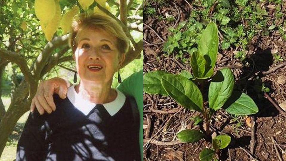 La storia di Lonia, regina indiscussa delle erbe di campo nell’Elba ...