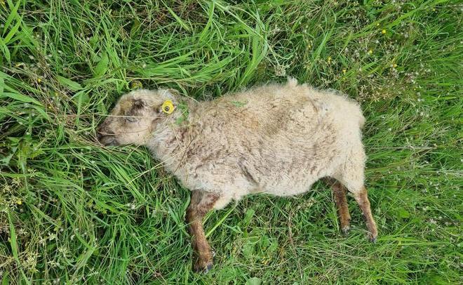 Follonica, predatori alle porte della città: «Uccise pecore e agnellini ...