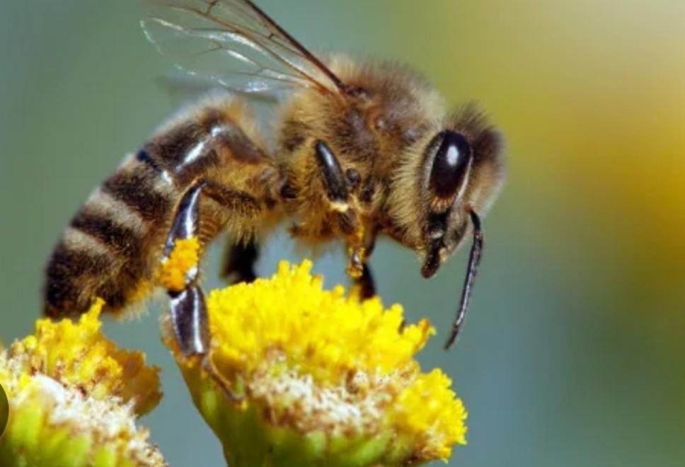 Pozzomaggiore, balconi e giardini fioriti per accogliere api e insetti ...