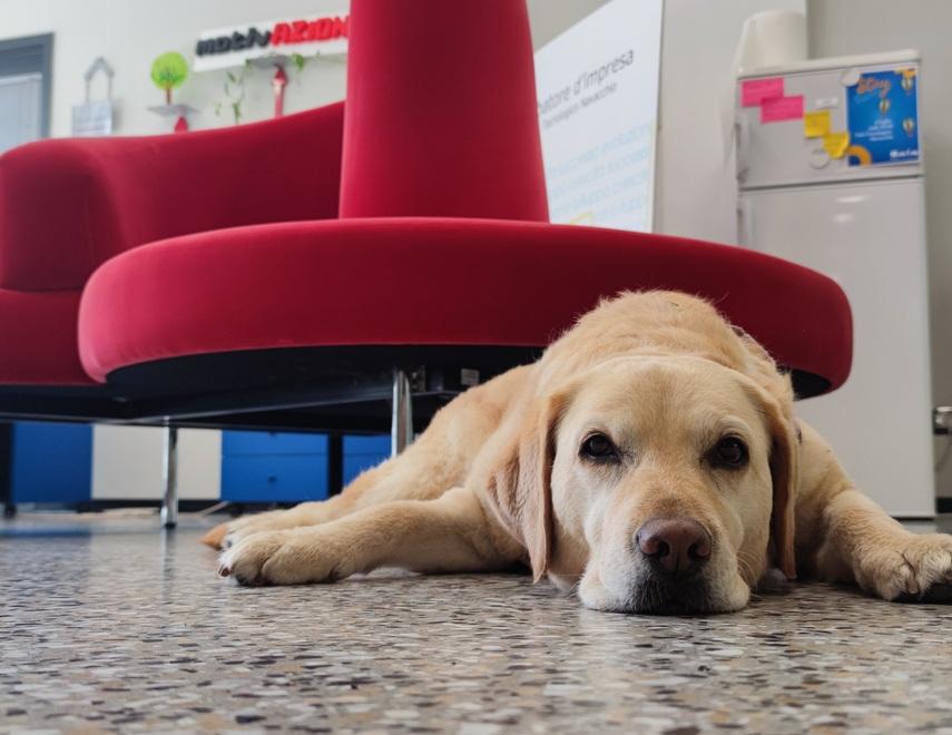 L’innovazione è a quattro zampe e passa dalle startup pisane: - Il Tirreno