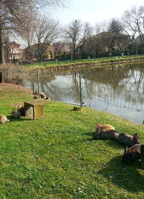 Oltre 300mila euro per riqualificare il lago di Modena Est - Gazzetta ...