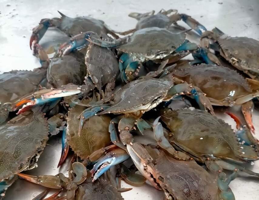 Granchi blu, invasione nella laguna di Orbetello. I pescatori ...