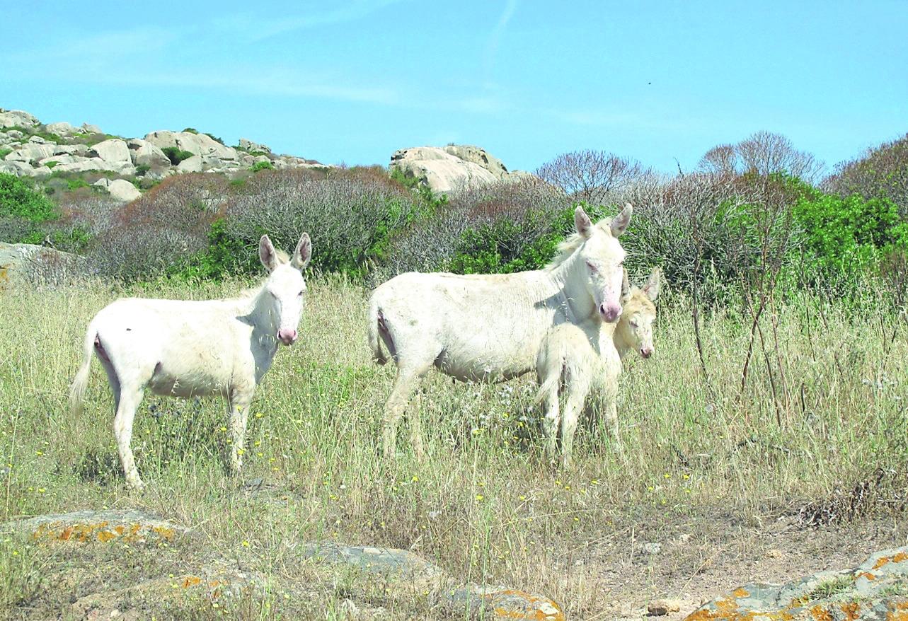 Gli asinelli bianchi dell’Asinara: una specie unica da tutelare - La ...