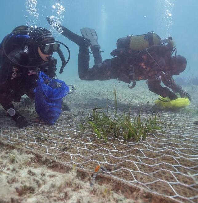 Nei fondali di Golfo Aranci crescono le foreste di posidonia - La Nuova ...