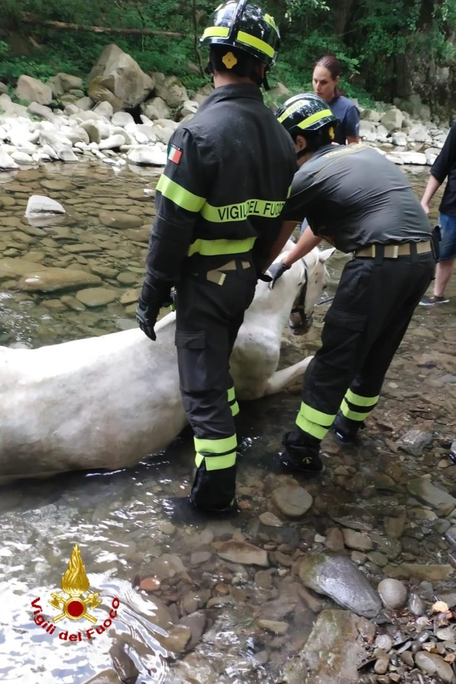 Vernio, cavallo cade nel torrente e viene recuperato dai vigili del ...