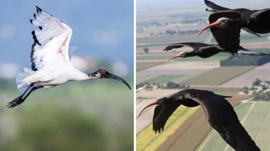 Ibis sacri, è allarme in Toscana: ecco perché sono pericolosi - Il Tirreno