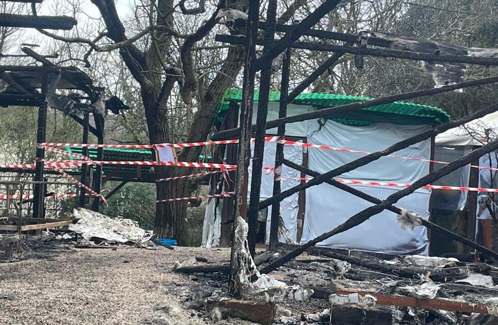 Montieri, rifugio degli animali distrutto: «Ho perso tutto, ma ...