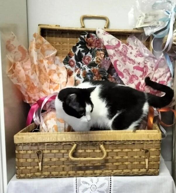 Reggio Emilia, uova di Pasqua a sostegno dei canili - Gazzetta di Reggio