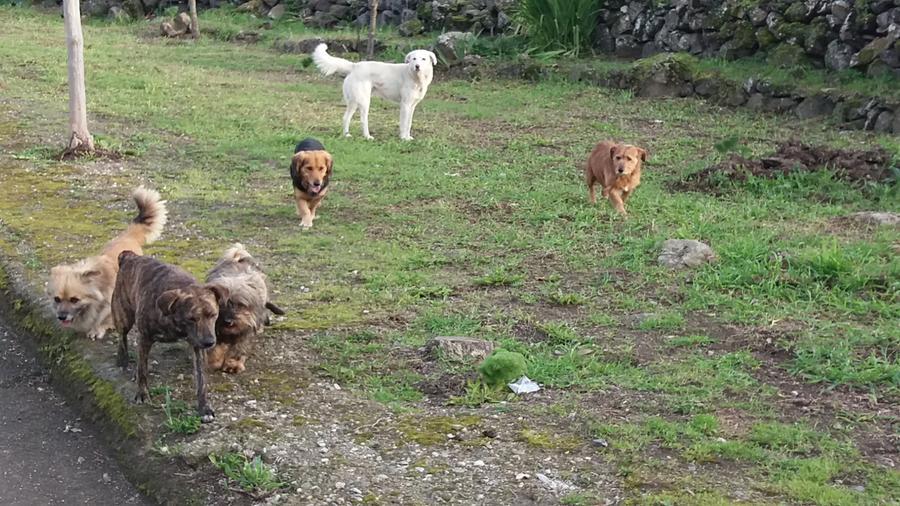 Bosa, le regole dettate dai vigili urbani quando si incontrano cani ...