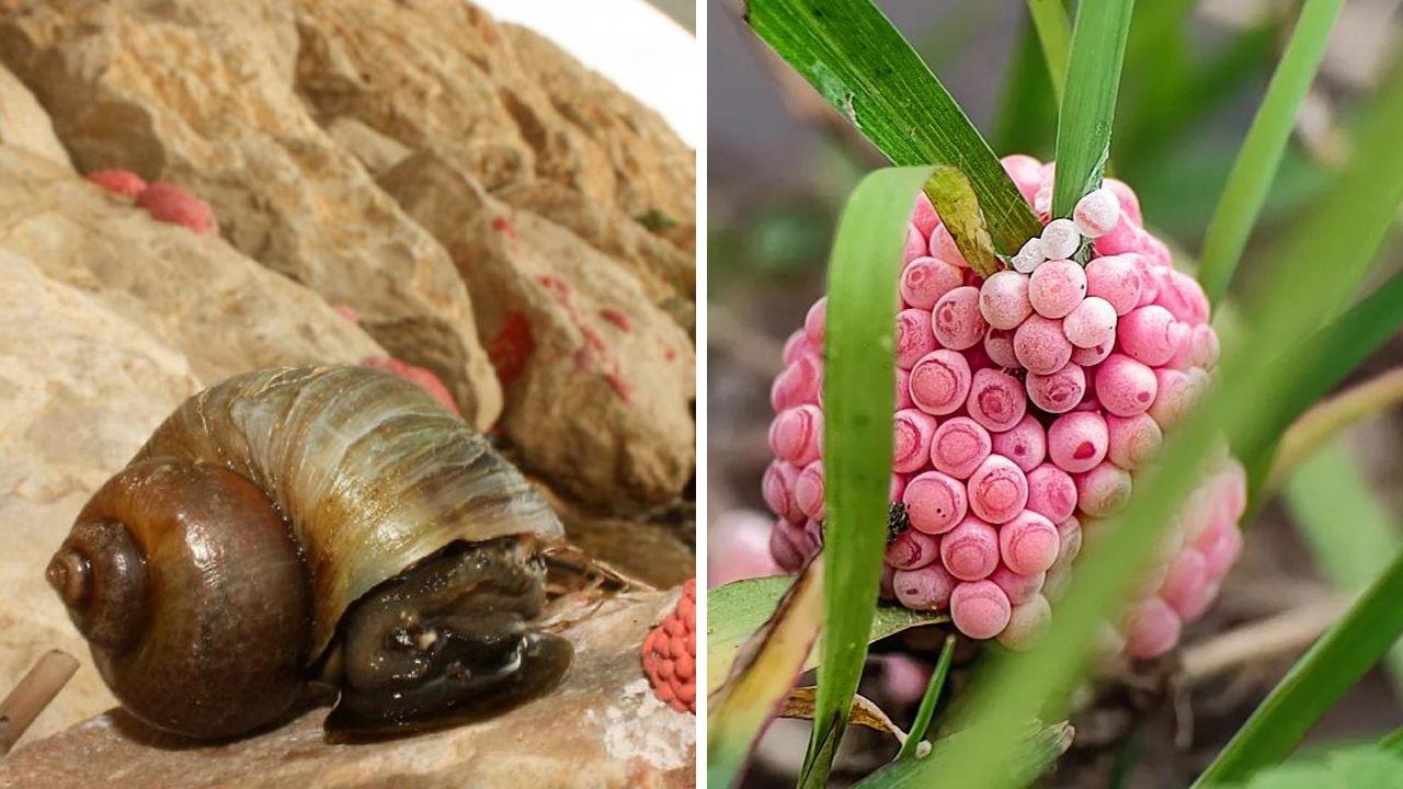 Lumaca mela e uova rosa: cos'è, i rischi, dove si trova e cosa fare se ...