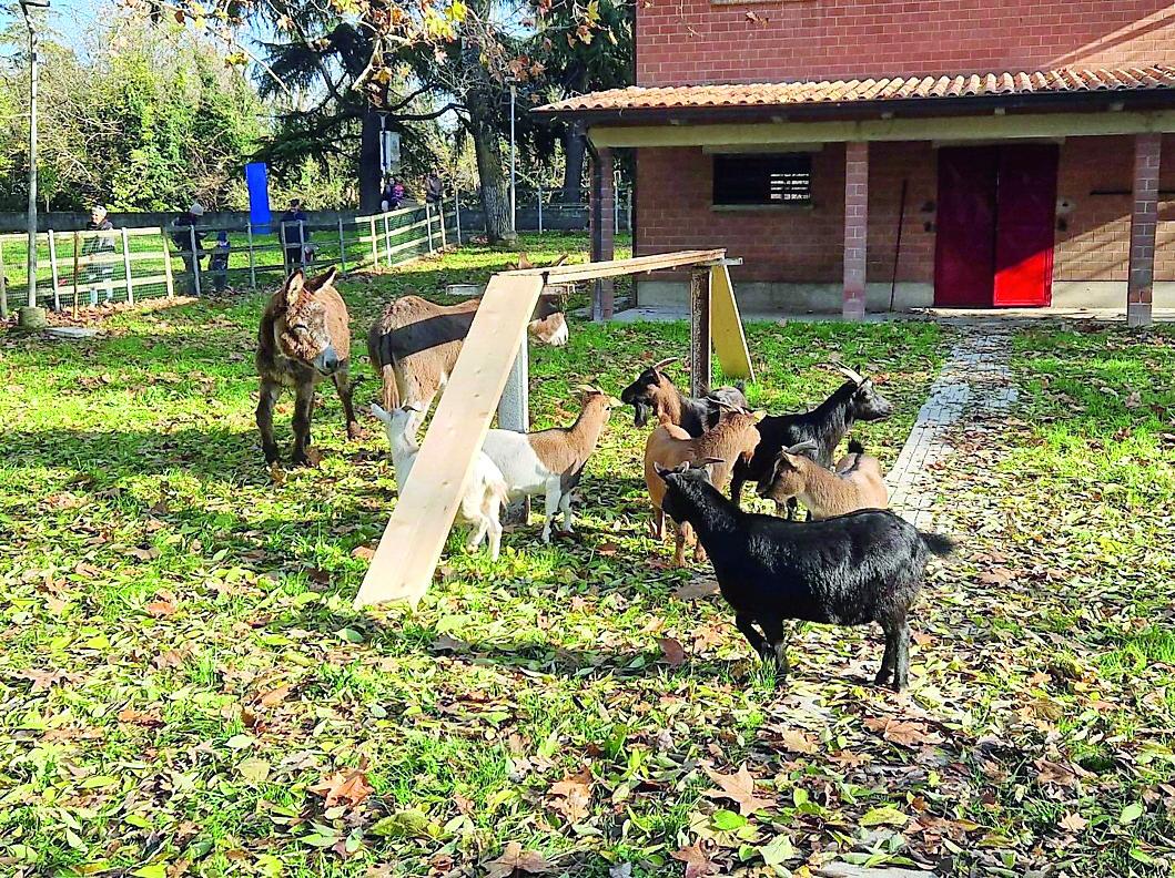 Reggio Emilia, Atletica Reggio al parco delle caprette - Gazzetta di Reggio