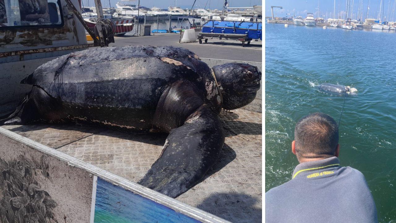 Tartaruga liuto "Dermochelys coriacea" ritrovata in Versilia: cos'è ...