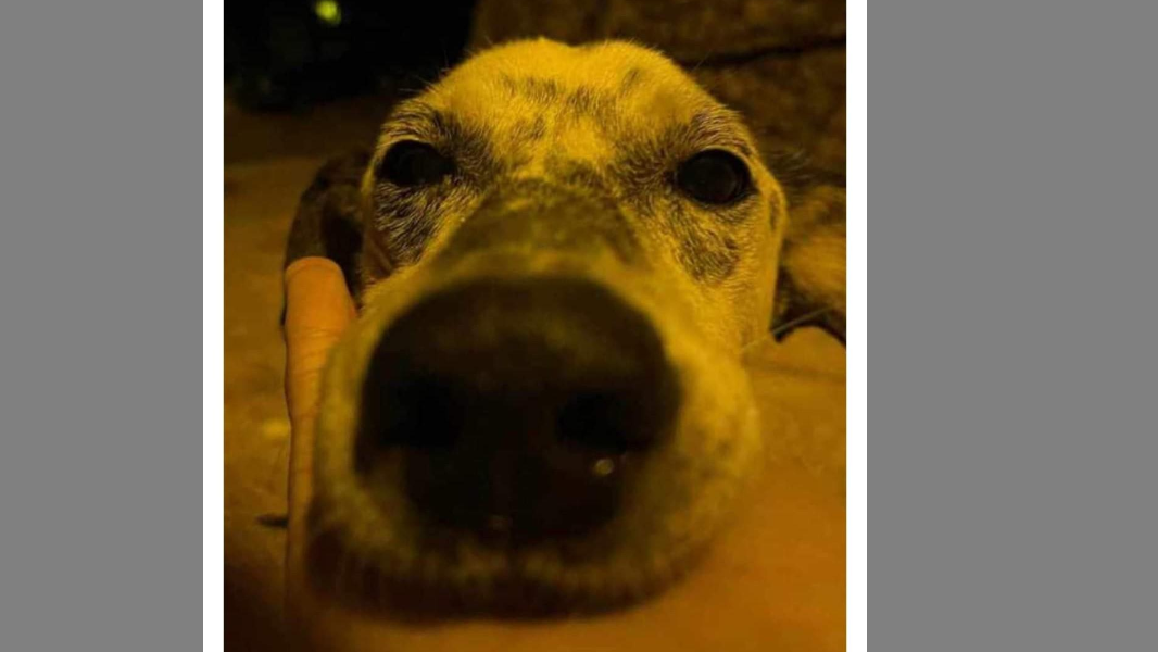 Alex, cane sordo e cieco, massacrato di botte a Bono: è morto dopo ...