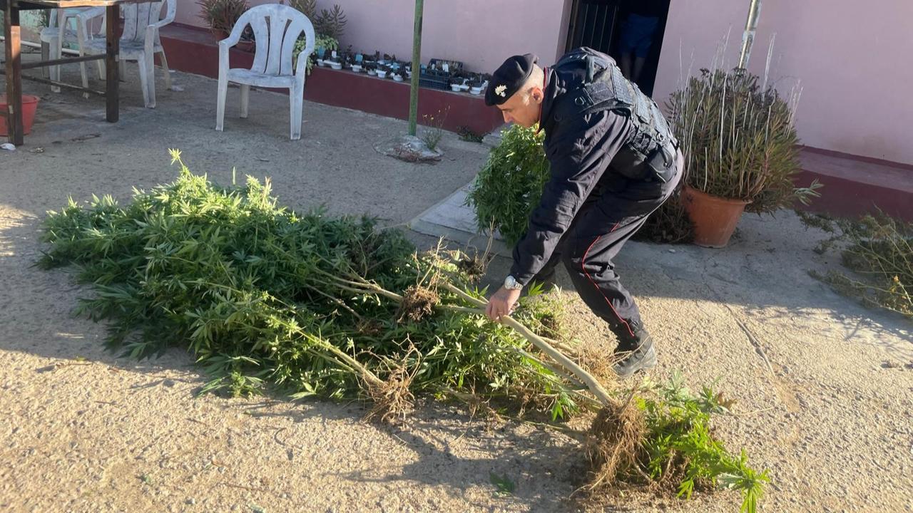 Sestu, 38enne pianta marijuana nel terreno dello zio: entrambi ...