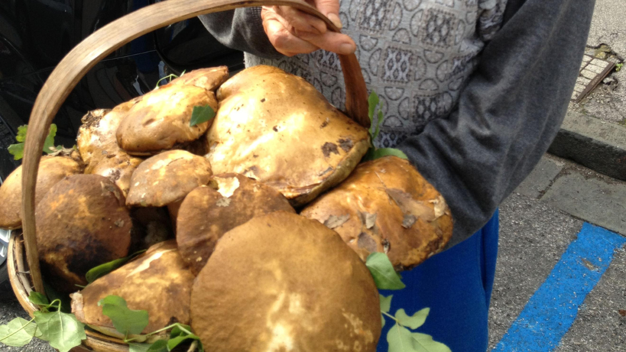 Funghi porcini, i migliori ristoranti della provincia di Pistoia dove ...