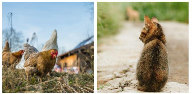 Bologna, caso di influenza aviaria in un gatto: ecco cosa dice l ...