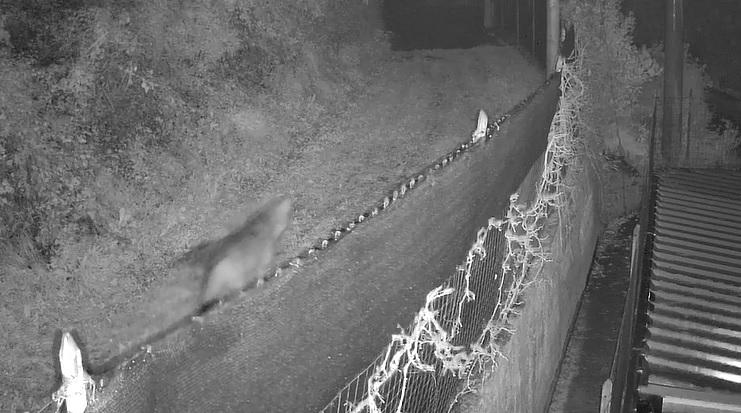 Lupo avvistato Malborghetto - La Nuova Ferrara