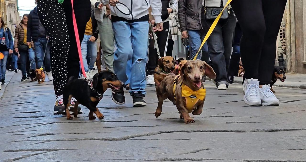 Sassari invasa dai bassotti: centinaia di “salsicce a quattro zampe ...