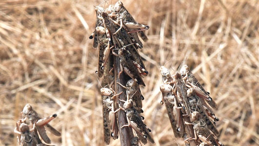 Emergenza Cavallette Sardegna 2025: fenomeno in calo, nessun intervento ...