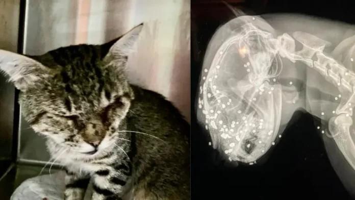 Gatto sparato in testa a distanza ravvicinata: l’atroce gesto gli farà ...