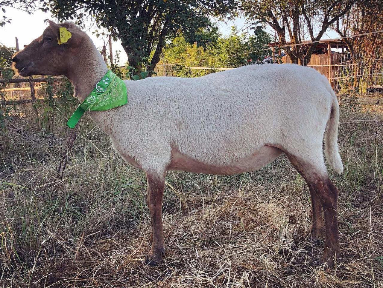 Gattatico, appello per ritrovare la pecora Nina: "L'hanno rubata ...