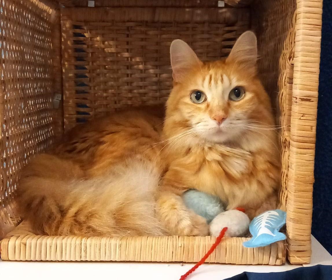 Il gatto Piero trovato dopo 48 giorni: scappato dal centro storico ...