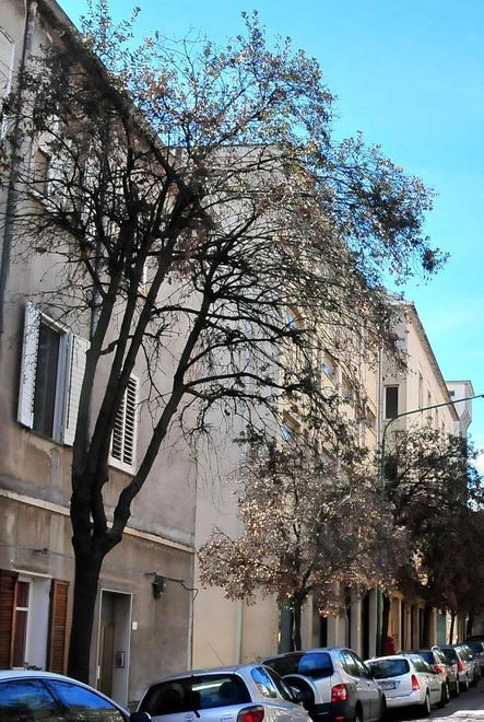 Disinfestazione degli alberi, parte la lotta alla cocciniglia - La ... Disinfestazione degli alberi, parte la lotta alla cocciniglia - La ...