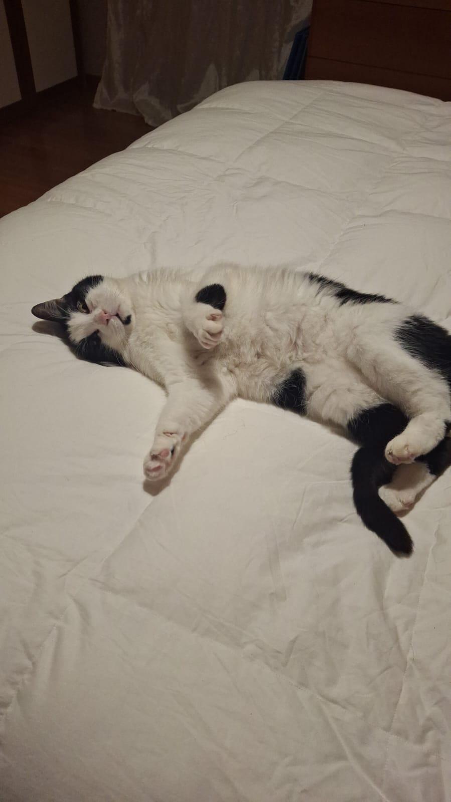 Vi ricordate la storia del gatto Miele? Ha trovato famiglia - Gazzetta ...