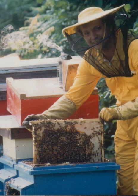 Le api muoiono di fame, in crisi gli apicoltori della Versilia - Il Tirreno