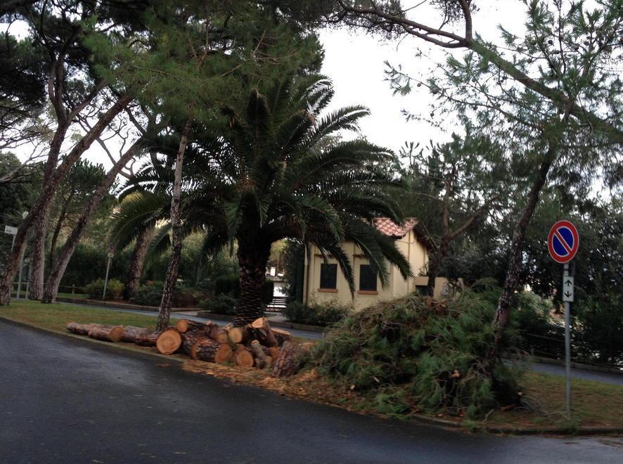Pineta Marradi, tagliati vari alberi - Il Tirreno