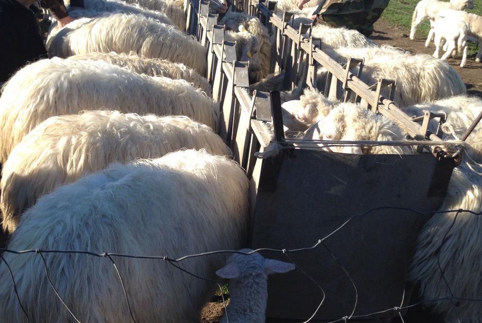 In Sardegna più pecore (3 milioni) e meno pastori. Sparisce la ...