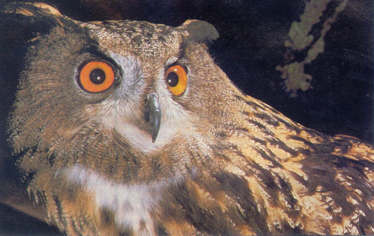 Alla scoperta dell'affascinante mondo dei rapaci notturni Il Tirreno