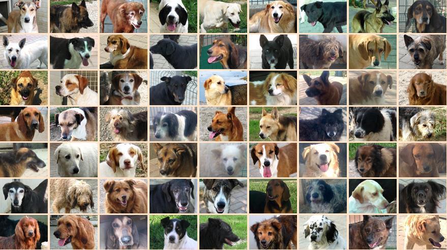 Ci sono 122 cani in cerca di una casa e di un po' di amore - Il Tirreno
