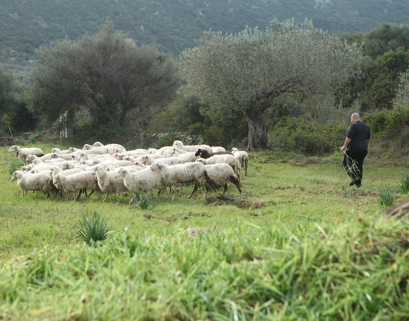 Sparito un pastore su tre cresce il numero di pecore - La Nuova Sardegna
