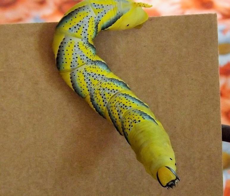 Trovano nel giardino bruchi giganti - Gazzetta di Modena