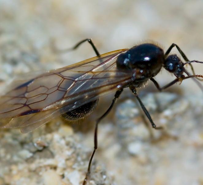 Il “volo nuziale” delle formiche alate a Reggio Emilia - Gazzetta di Reggio