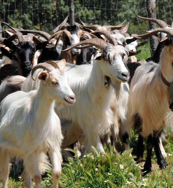 L’isola è la terra delle capre boom di allevamenti e latte - La Nuova ...