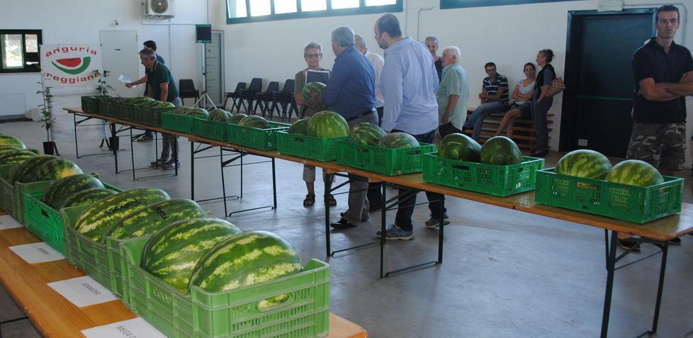Le angurie reggiane vanno alla conquista dell’Europa - Gazzetta di Reggio