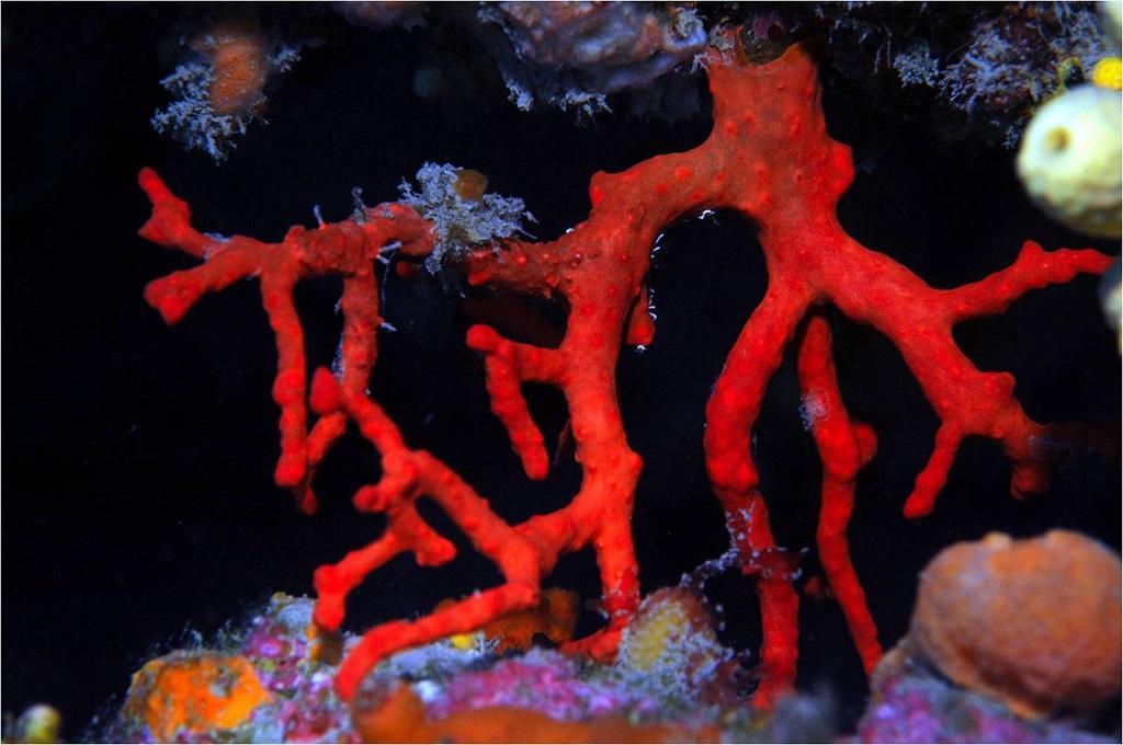 Il corallo rosso di Alghero va in Formula 1 - La Nuova Sardegna