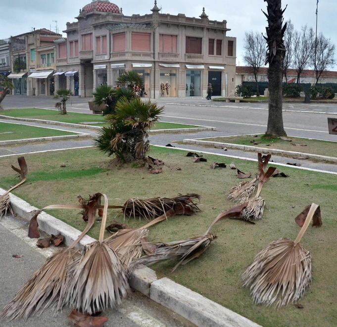 Nuove piante in Passeggiata e piazza d’Azeglio - Il Tirreno