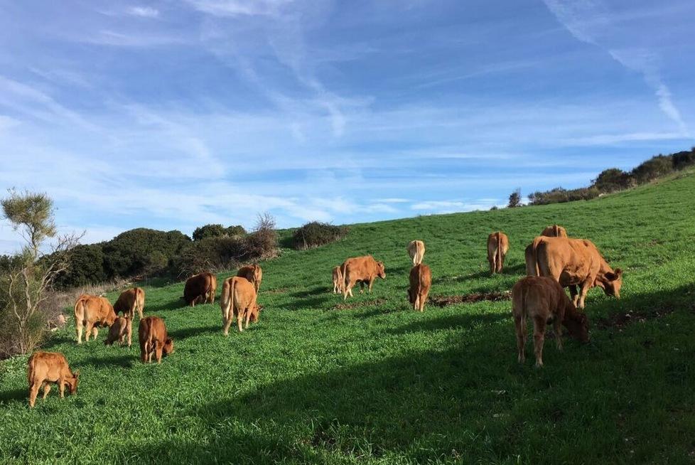 Mucche limousine con un dna da record - La Nuova Sardegna