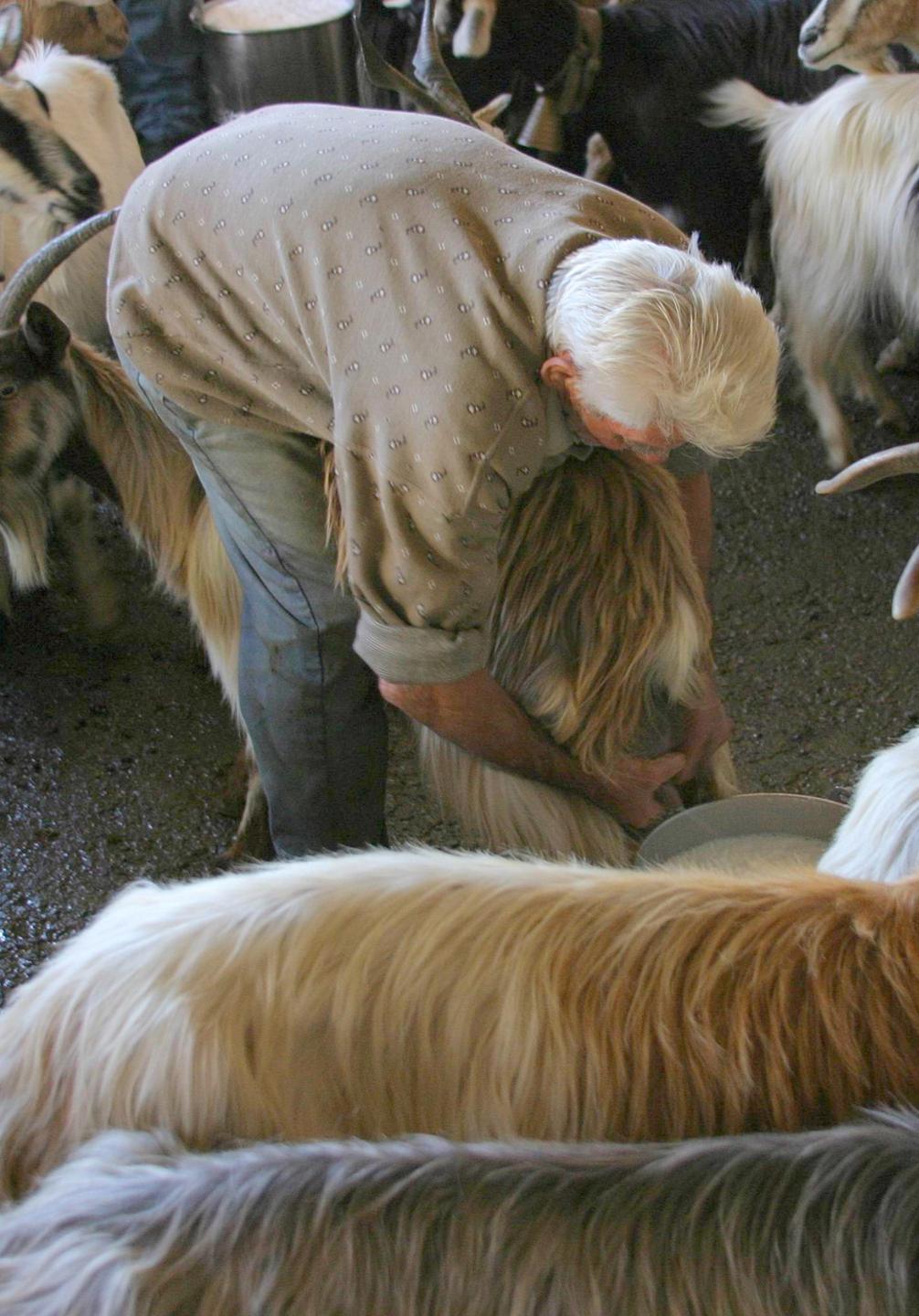 La capra sarda primitiva sarà occasione di sviluppo - La Nuova Sardegna