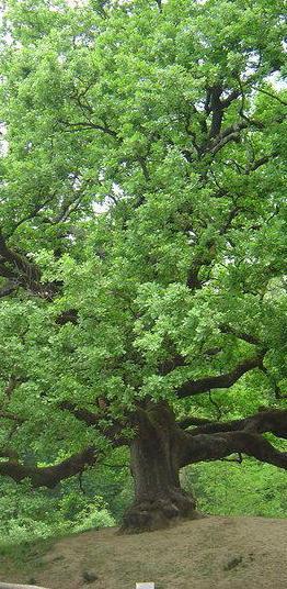 La Quercia pianta monumentale - Il Tirreno
