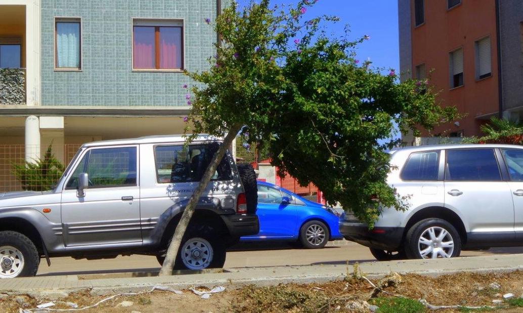 Alberi chini sul marciapiede - La Nuova Sardegna