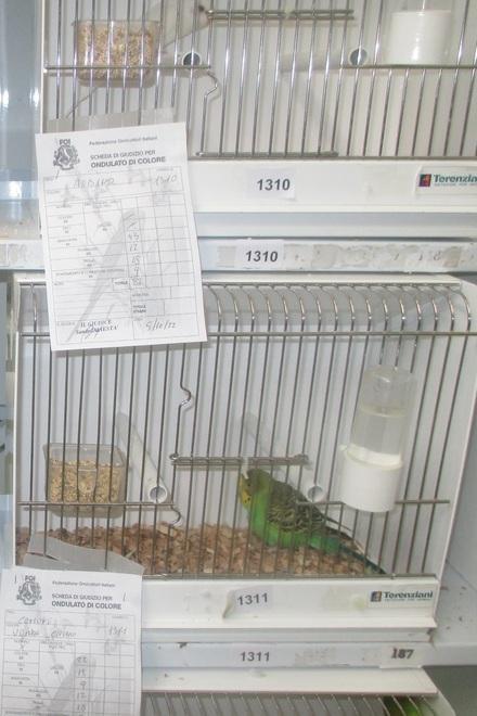 Centinaia di uccelli in mostra a Braida Gazzetta di Modena