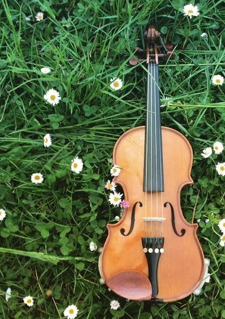 Ricciolo rosso - Gazzetta di Modena