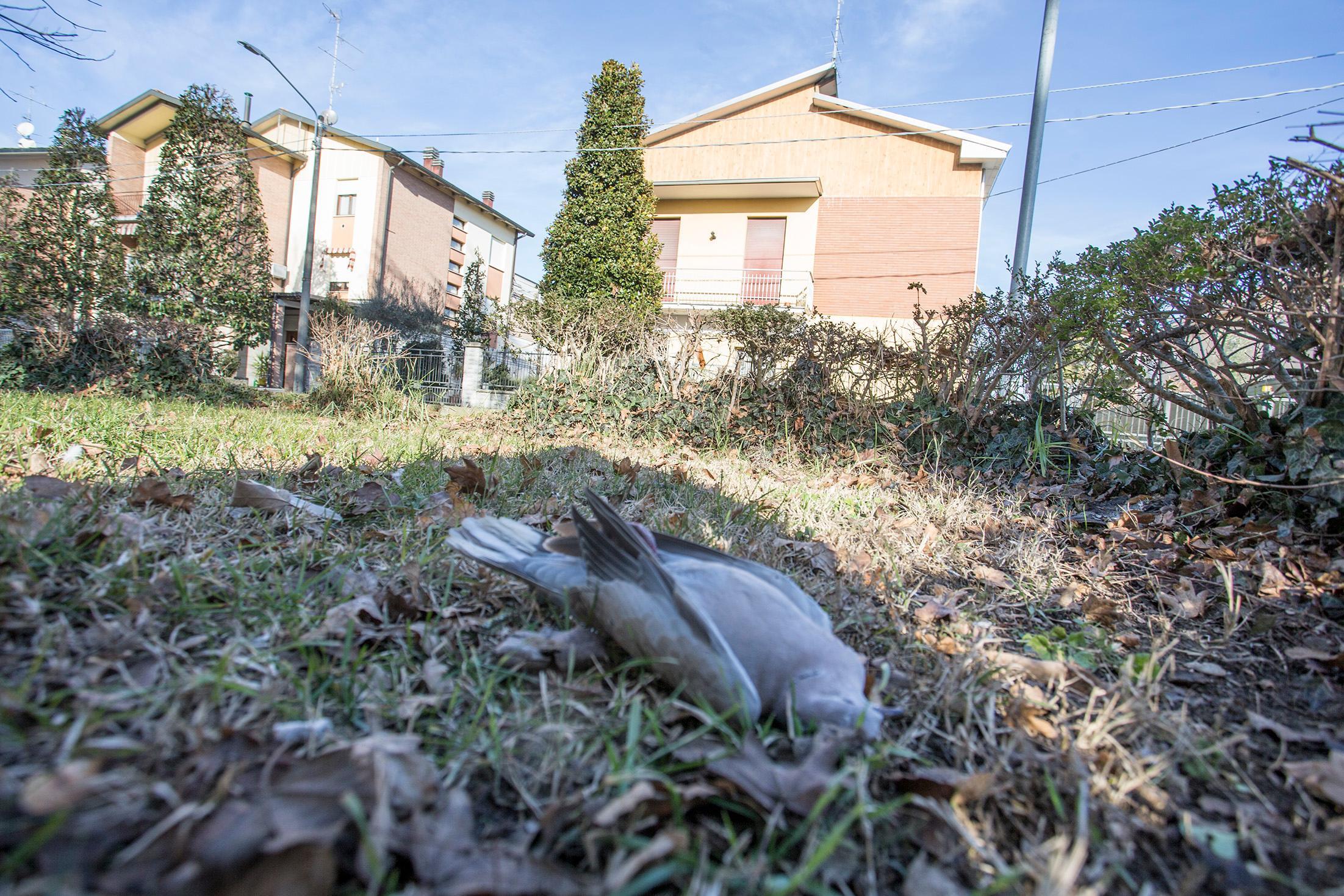 Albareto, morìa di tortore si sospetta l’avvelenamento - Gazzetta di Modena