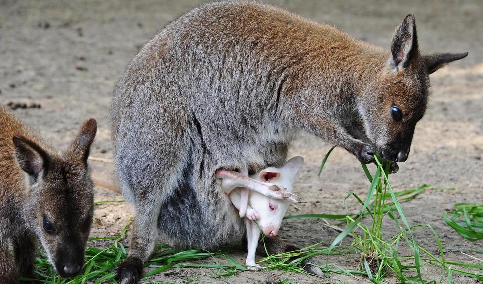 Benvenuto Didì, baby canguro albino - Il Tirreno